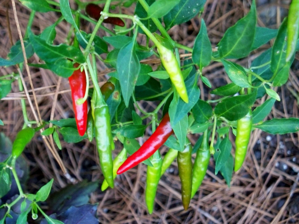 Simple Salsa – SpoonGood